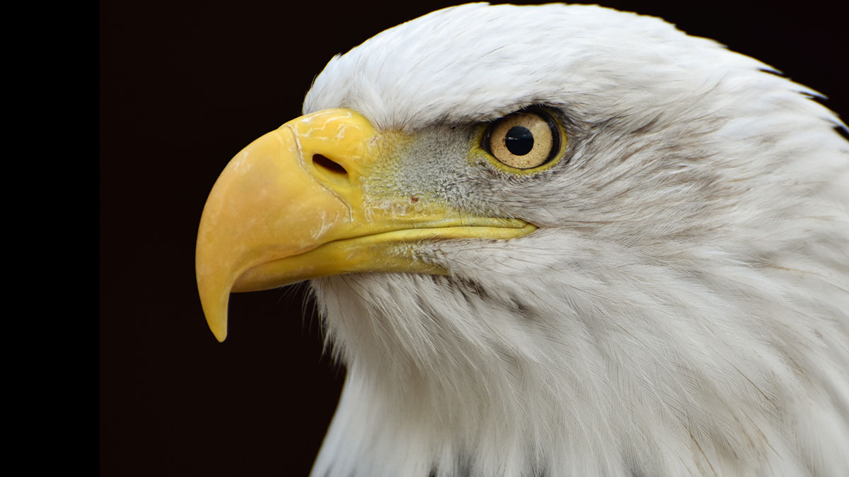 Ashley Pittard: Why US is set to enjoy a decade of growth | Pendal Group